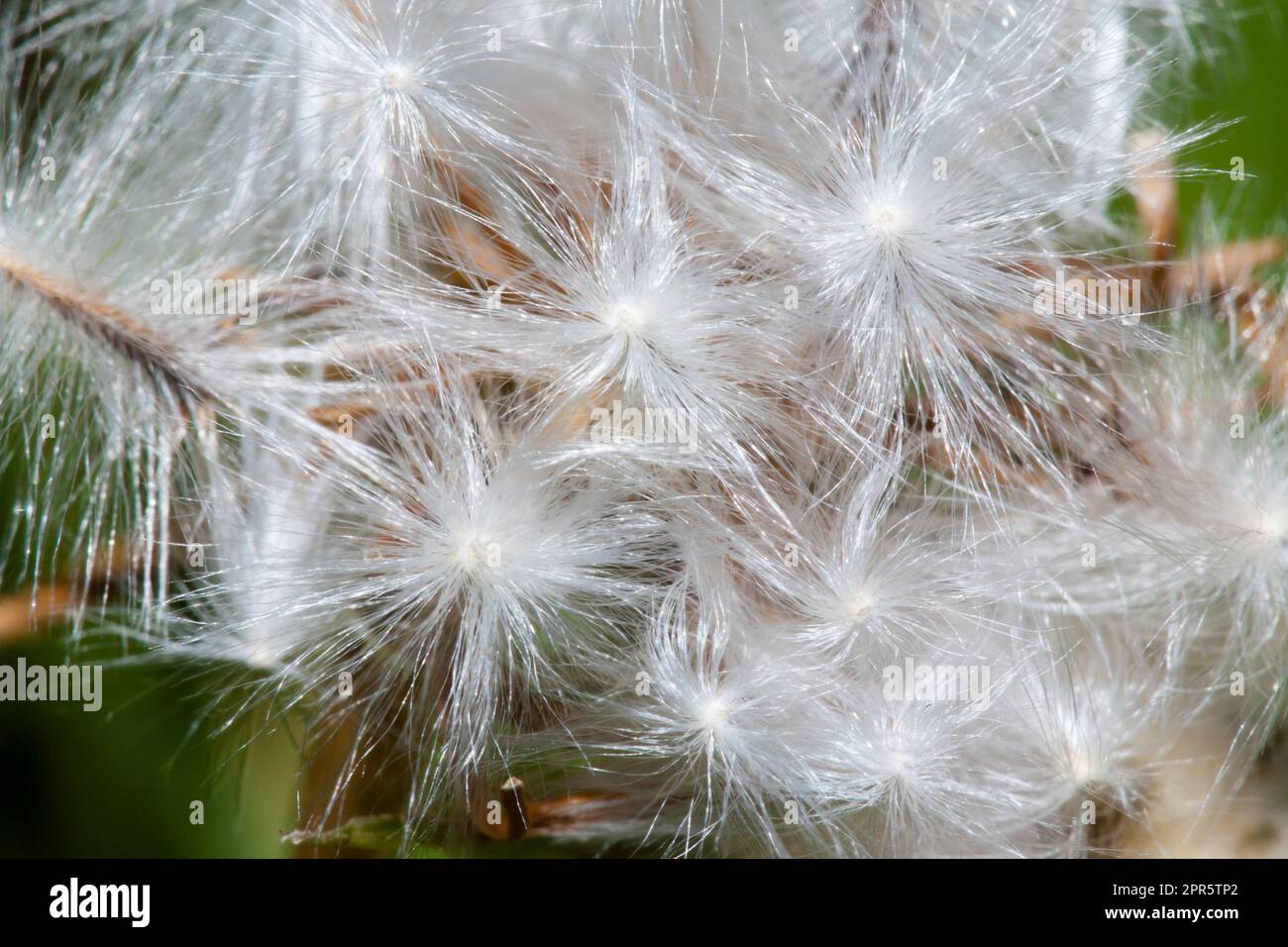 Dandelion puffball hi-res stock photography and images - Alamy