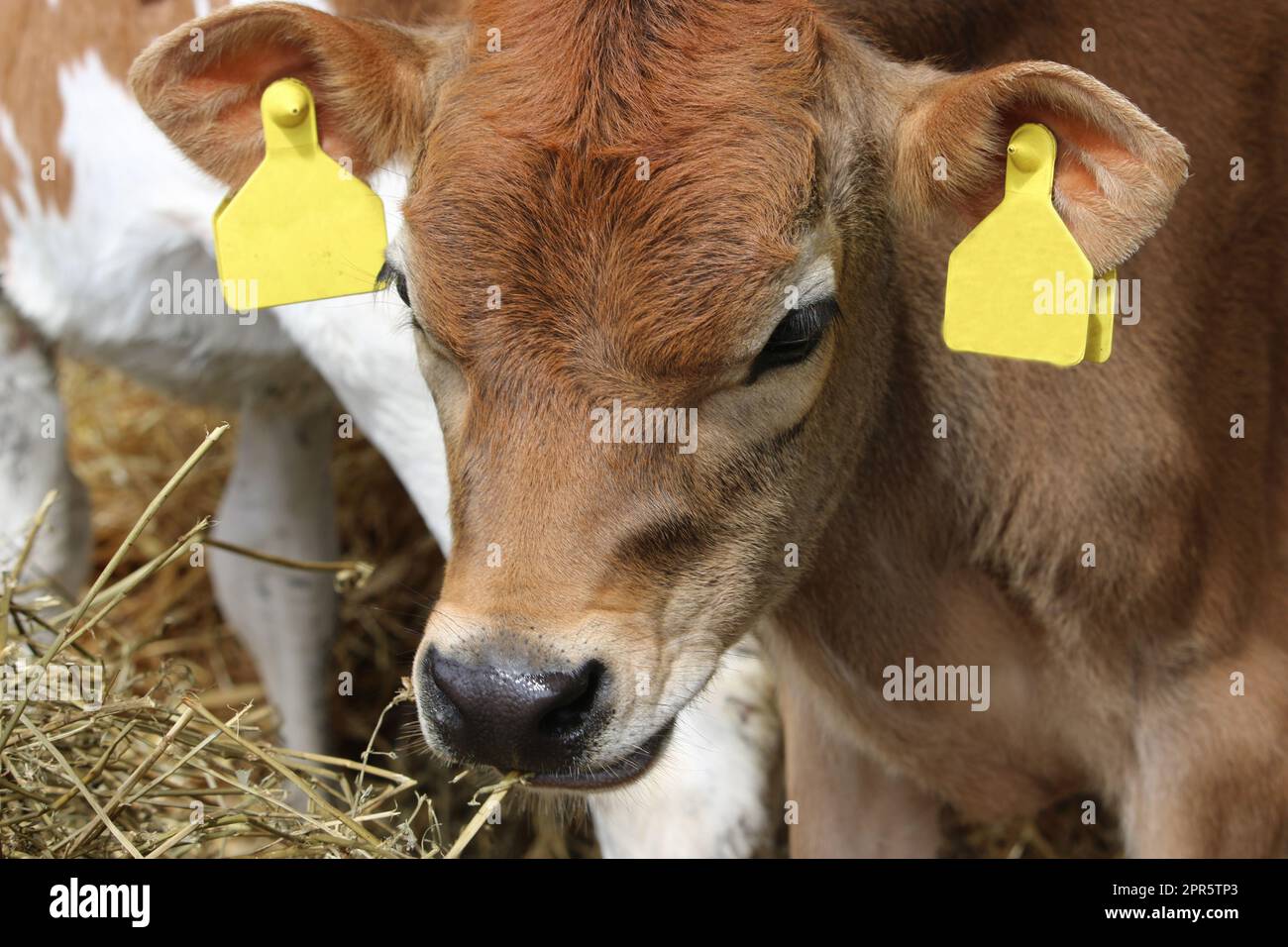 Guernsey cow calf in a barn with straw Stock Photo - Alamy