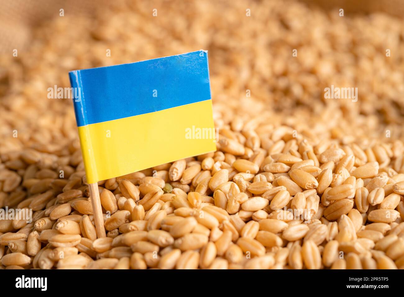 Grains wheat with Ukraine flag, trade export and economy concept Stock ...