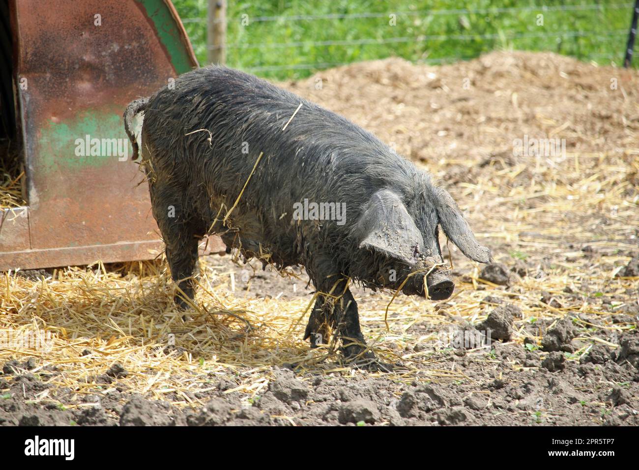 Black pig in a farmyard Stock Photo - Alamy