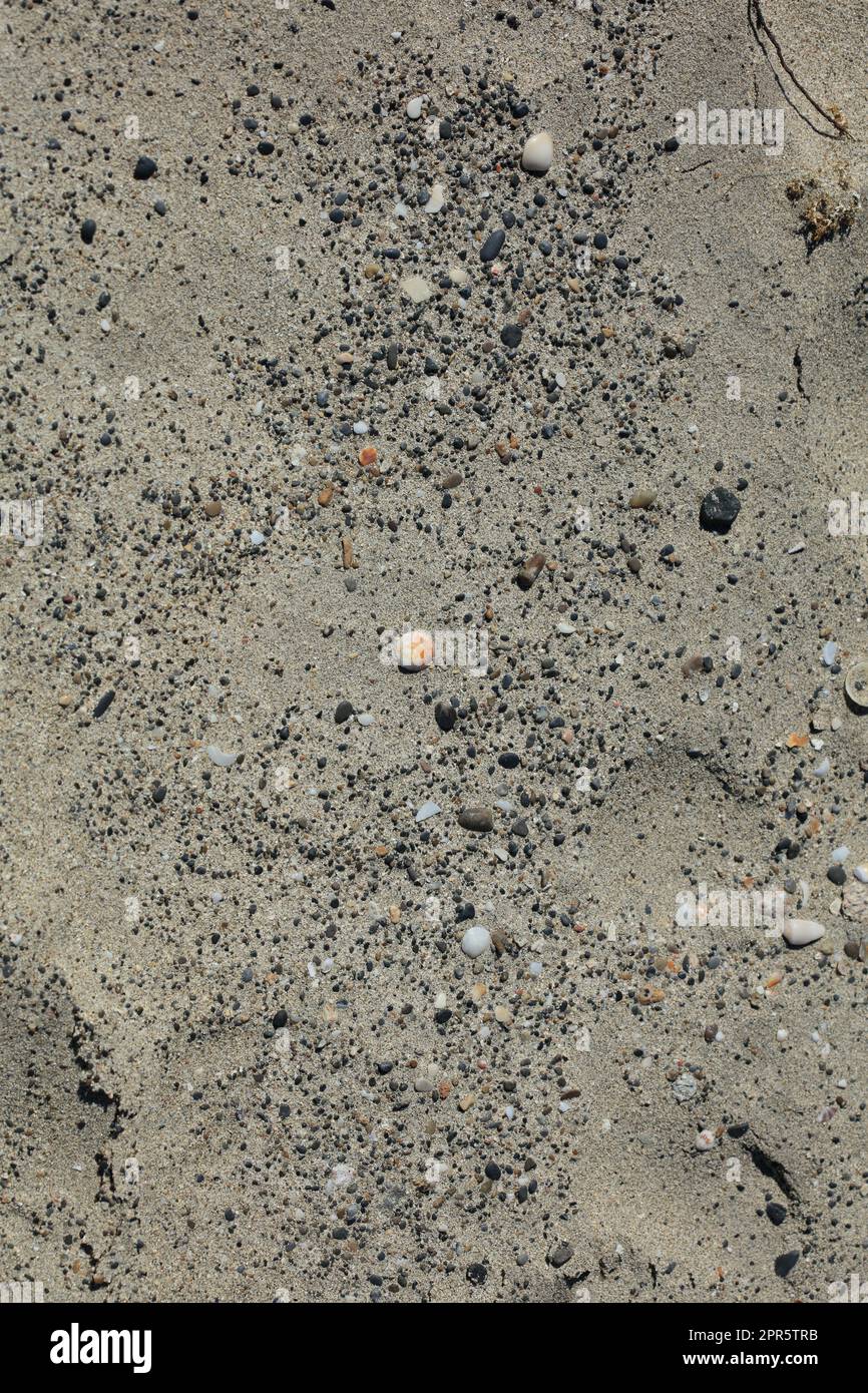 Shells close up elafonisi beach crete island covid-19 season holidays modern background high ...