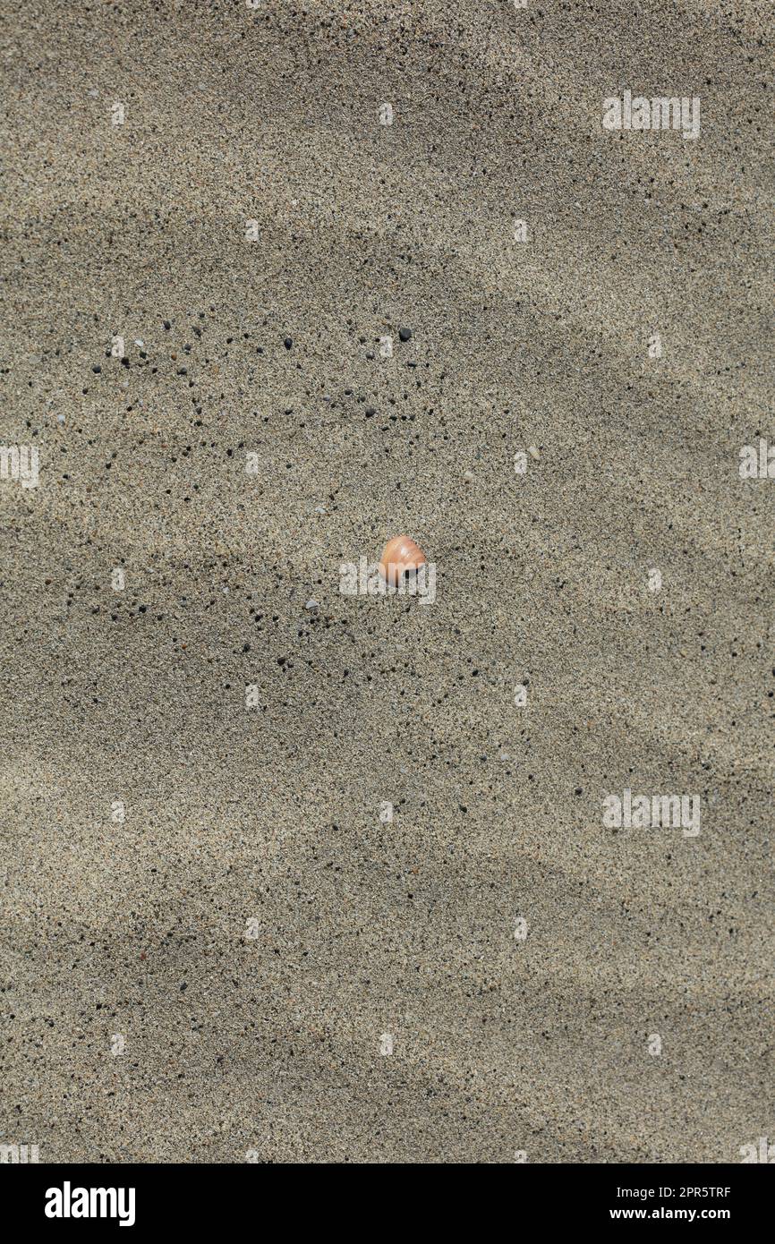 Shells close up elafonisi beach crete island covid-19 season holidays ...