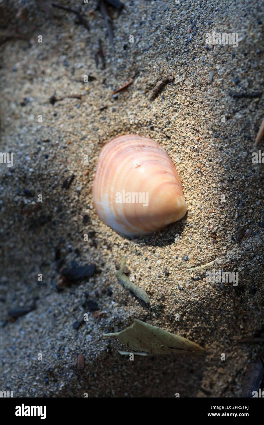 Shells close up elafonisi beach crete island covid-19 season holidays ...