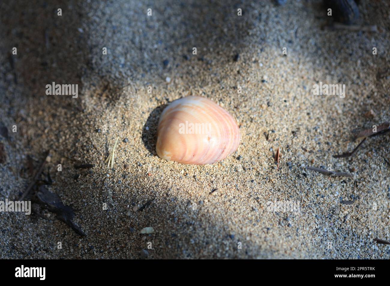 Shells close up elafonisi beach crete island covid-19 season holidays ...