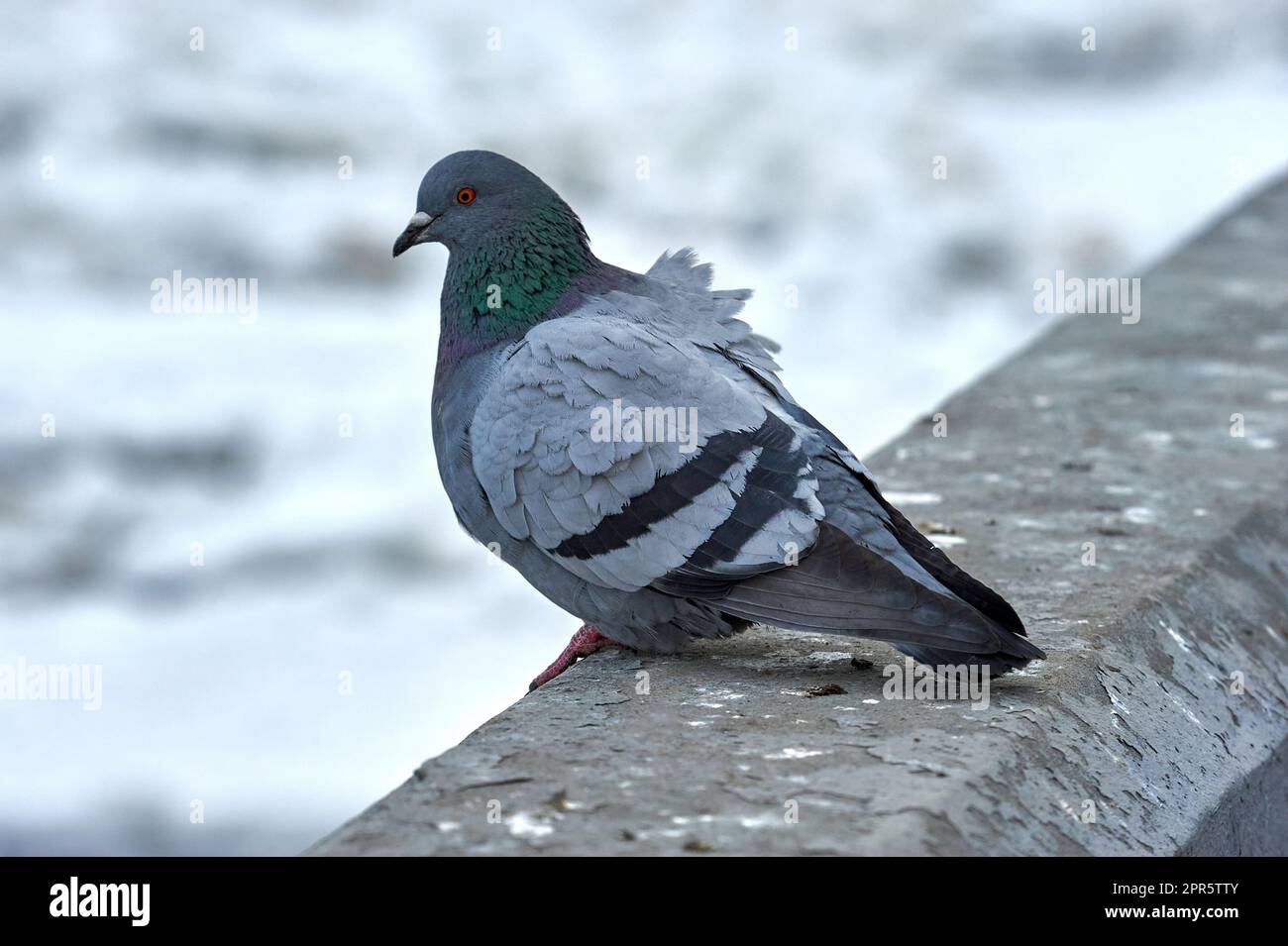 Closeup pigeon on stone hi-res stock photography and images - Alamy