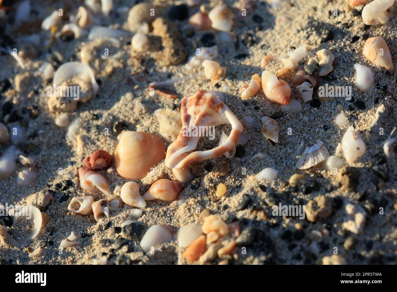Shells close up elafonisi beach crete island covid-19 season holidays ...