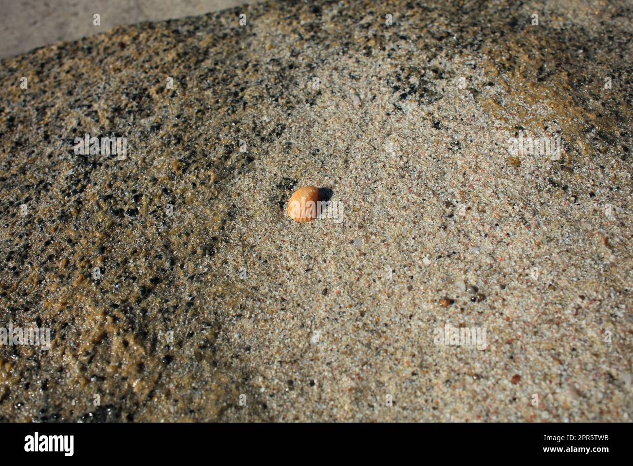 Shells close up elafonisi beach crete island covid-19 season holidays ...