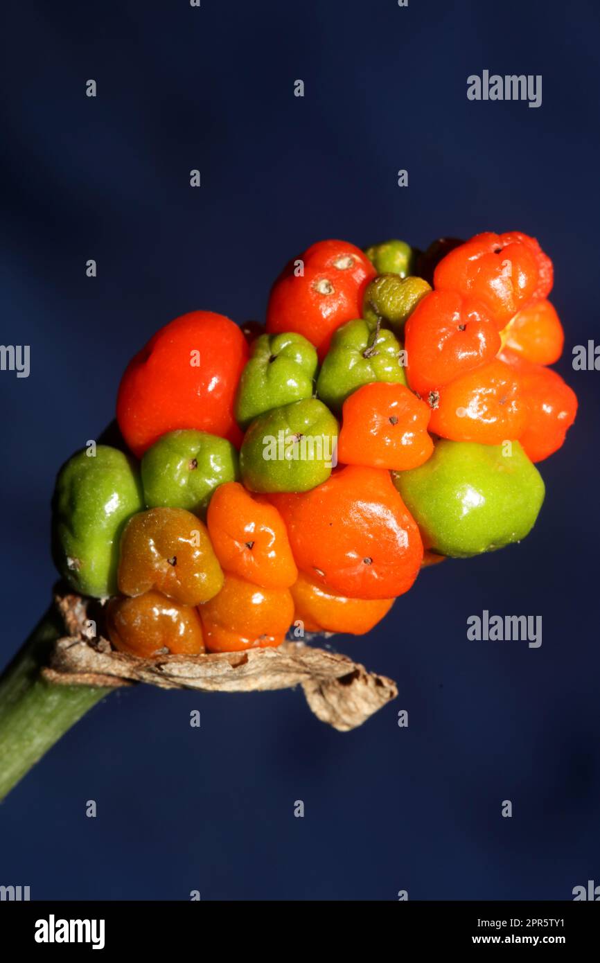 Red and yellow wild fruits close up botanical background arum italicum ...