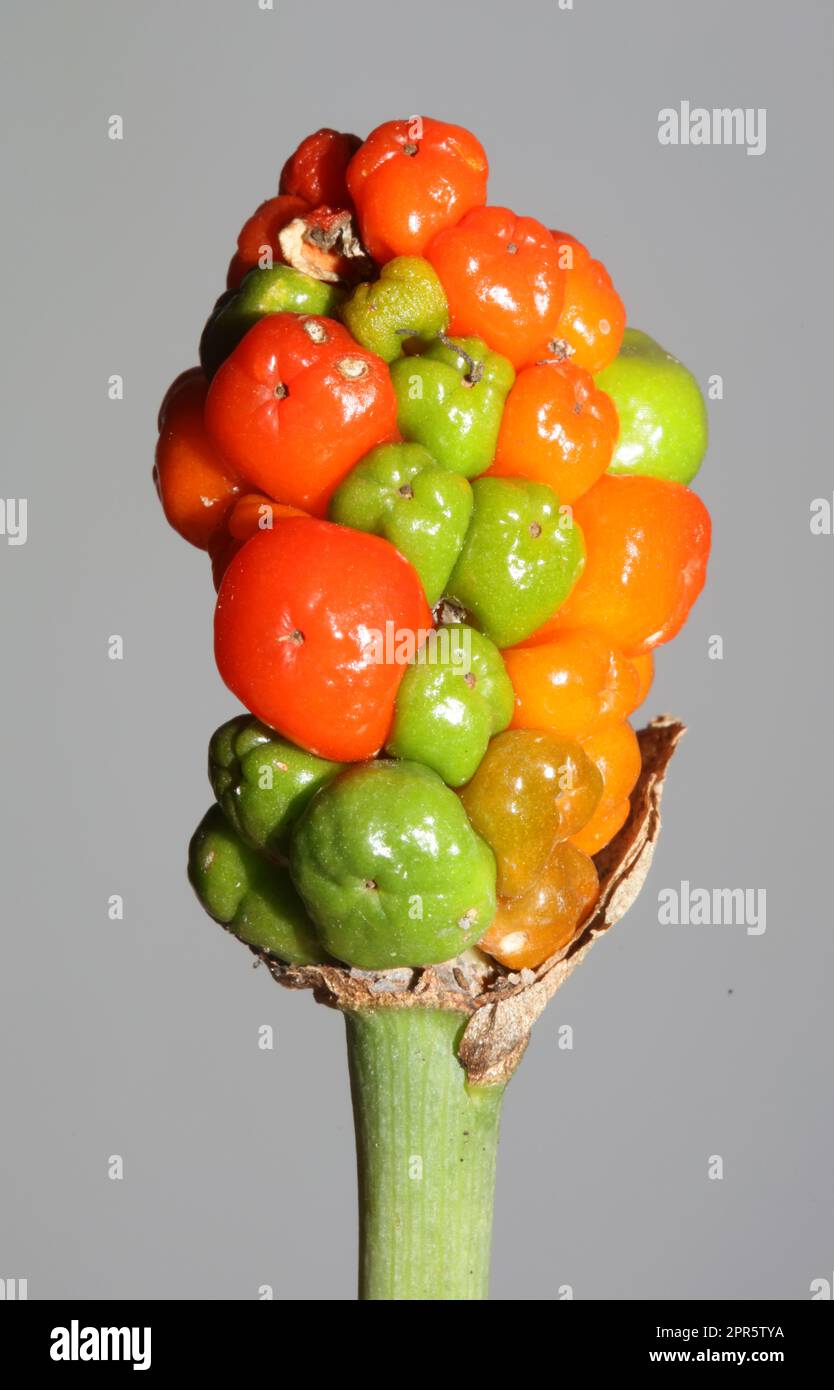 Red and yellow wild fruits close up botanical background arum italicum ...