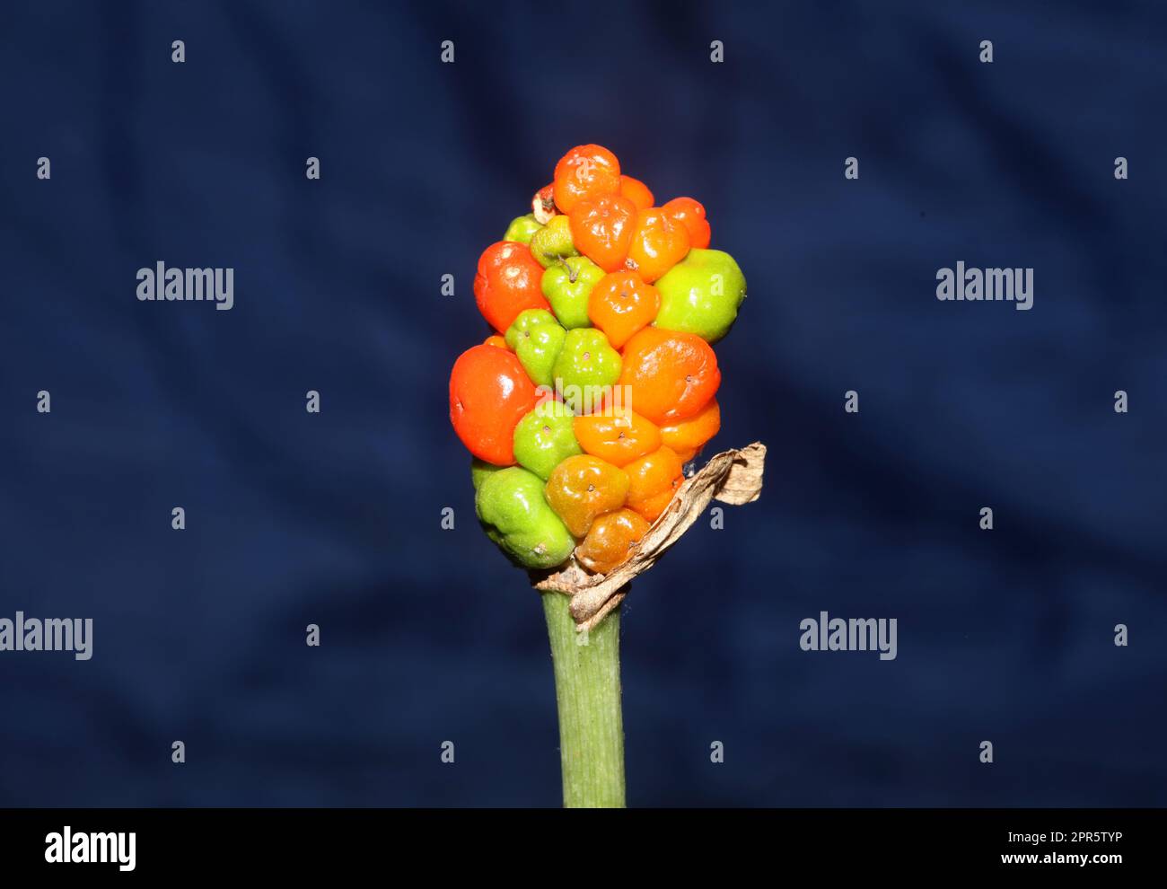 Red and yellow wild fruits close up botanical background arum italicum ...