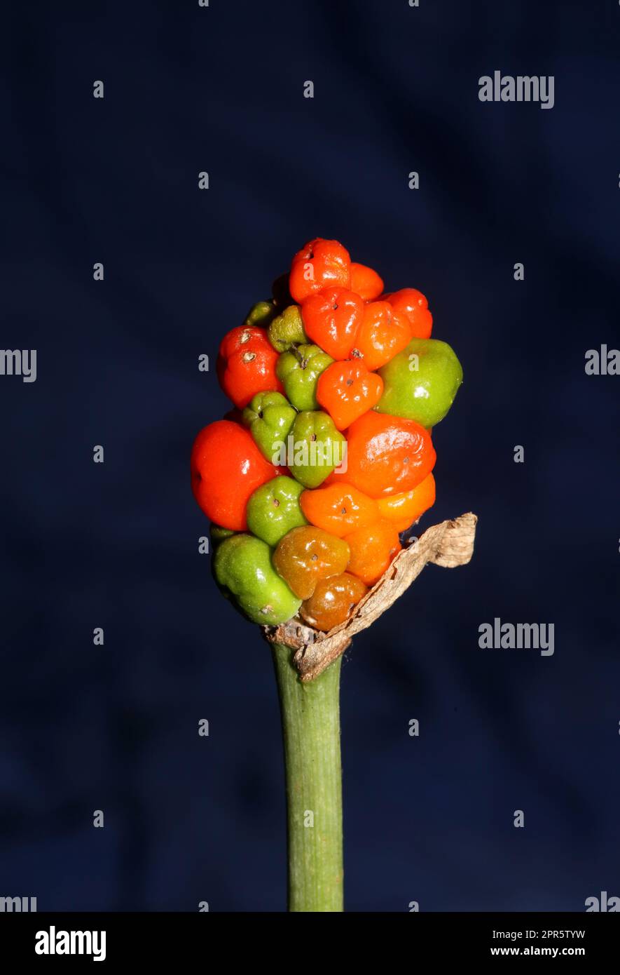 Red and yellow wild fruits close up botanical background arum italicum ...