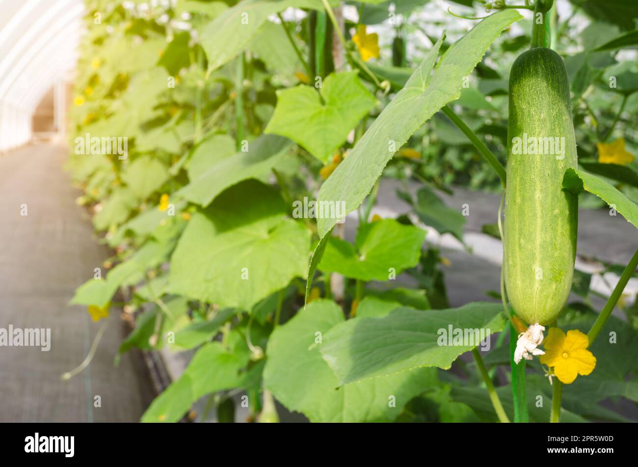 Cucumber plantation with its unripe crop Stock Photo - Alamy