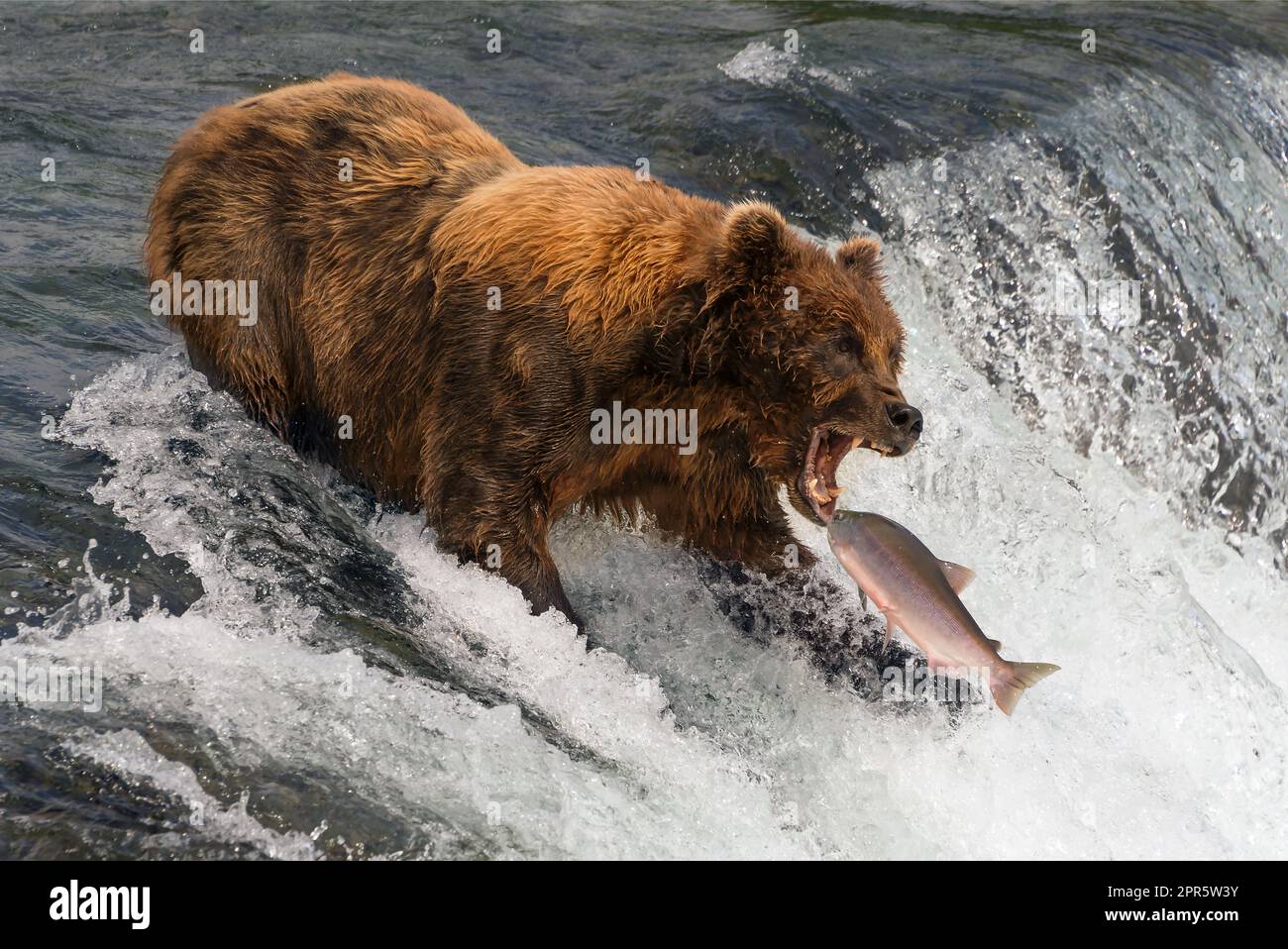 Brown bear with salmon in mouth hi-res stock photography and images - Alamy