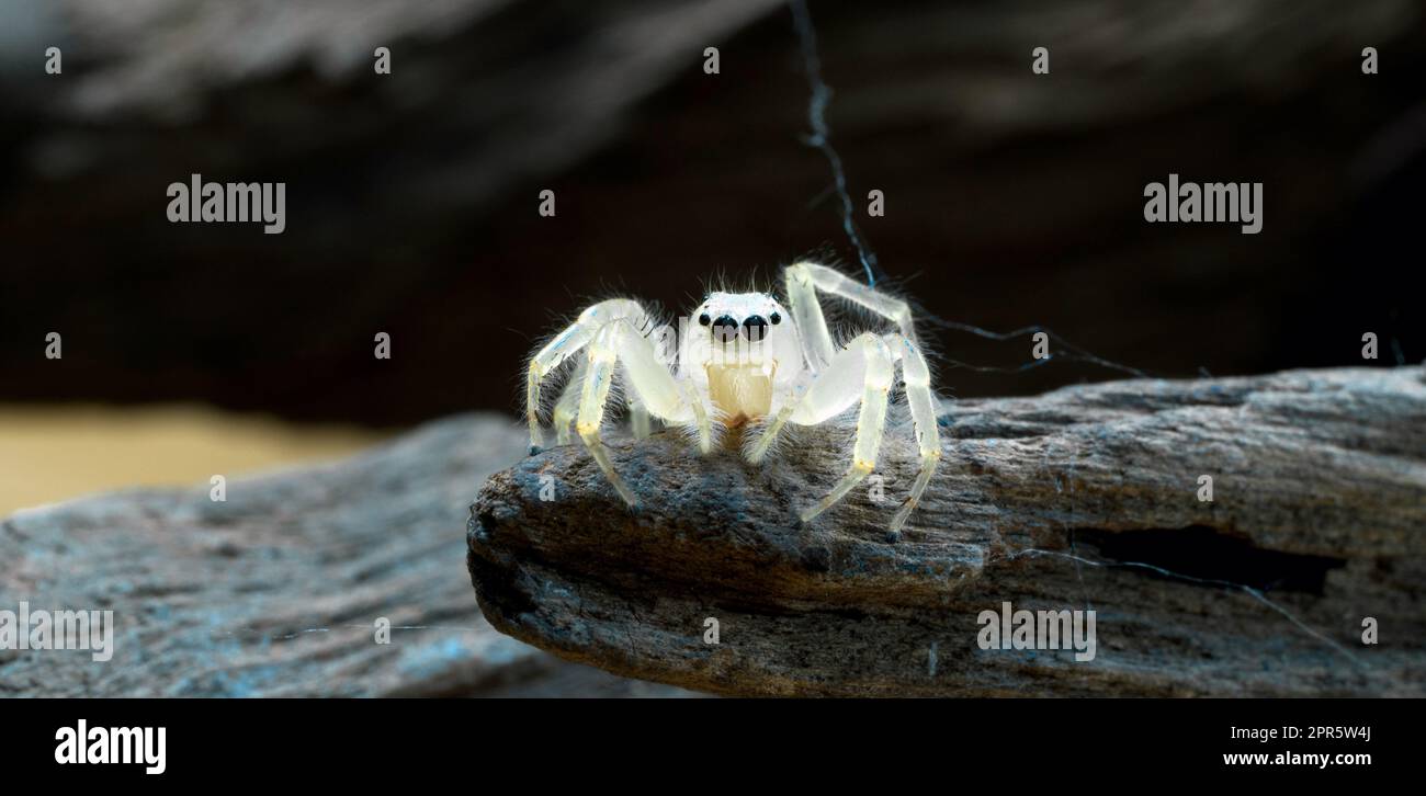 Jumping spider spinning a web on a log above the ground. Macro ...