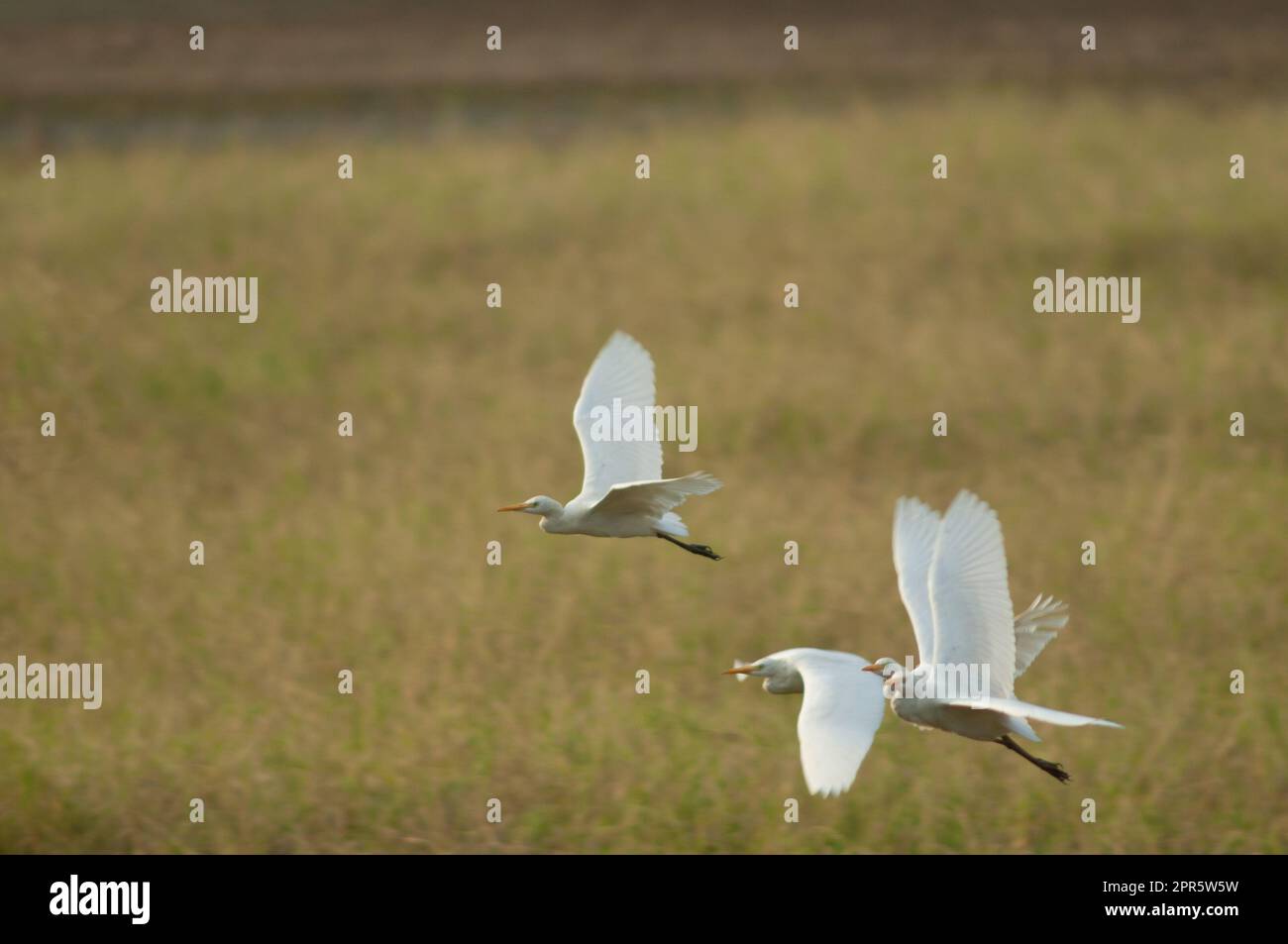 Intermediate egrets Ardea intermedia brachyrhyncha in flight Stock ...