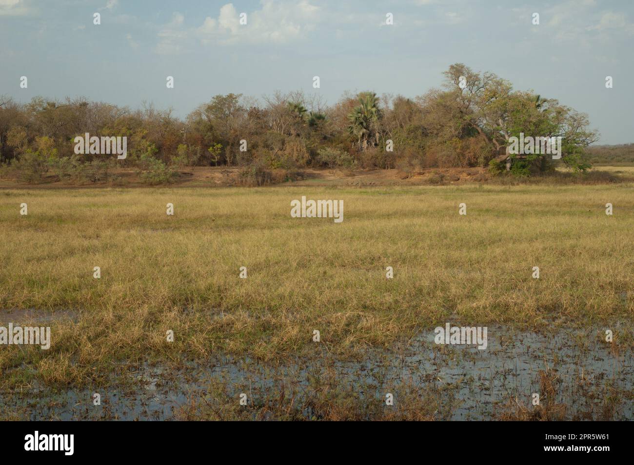 Grasslands palm trees hi-res stock photography and images - Alamy