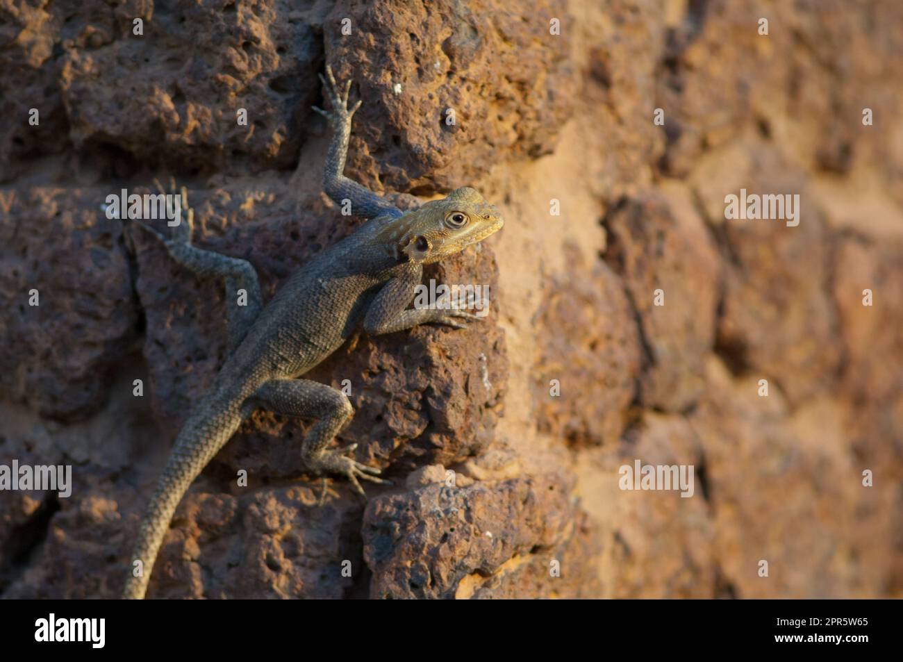 Common agama Agama agama on a wall Stock Photo - Alamy