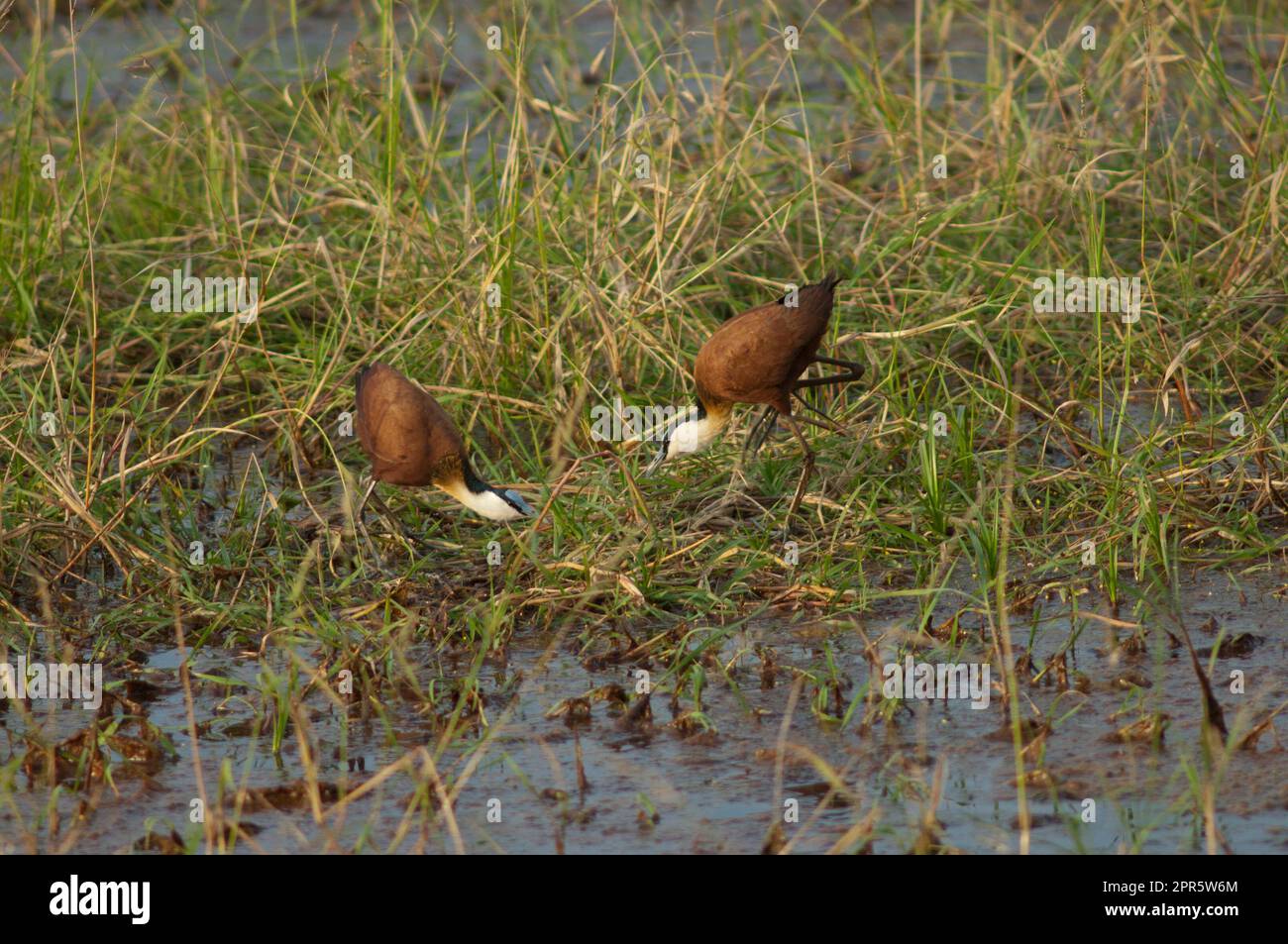 Courtship of African jacanas in a lagoon Stock Photo - Alamy