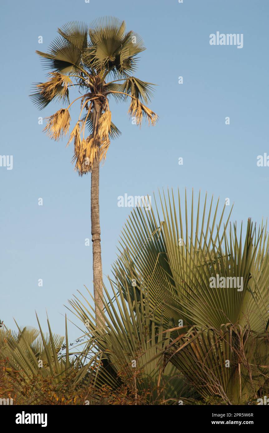 Koba tree hi-res stock photography and images - Alamy