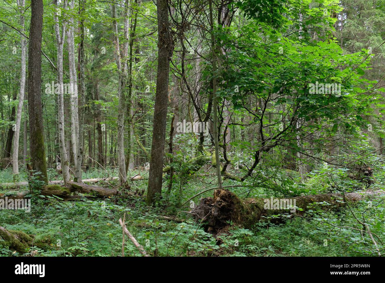 Old Alder tree and old hornbeams Stock Photo - Alamy