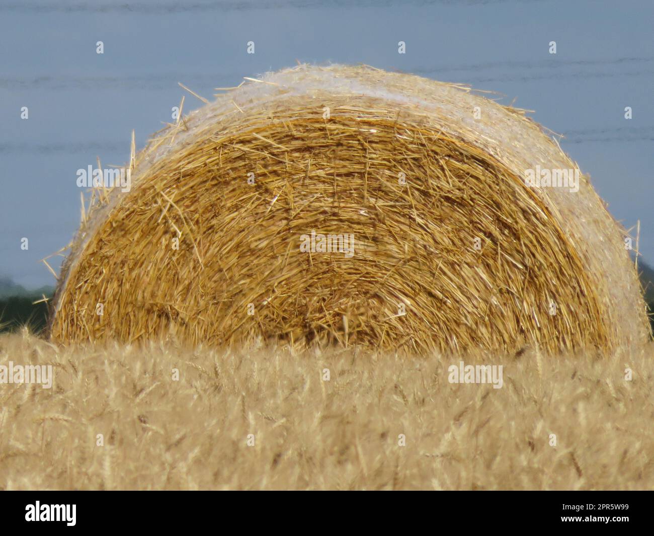 collection of straw round bale animal feed storage Stock Photo - Alamy
