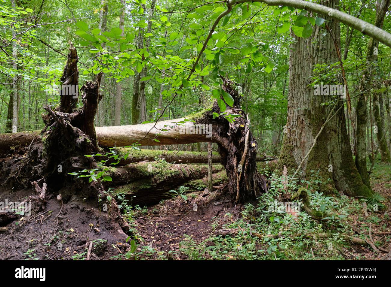 Broken old spruce tree with roots outside Stock Photo - Alamy