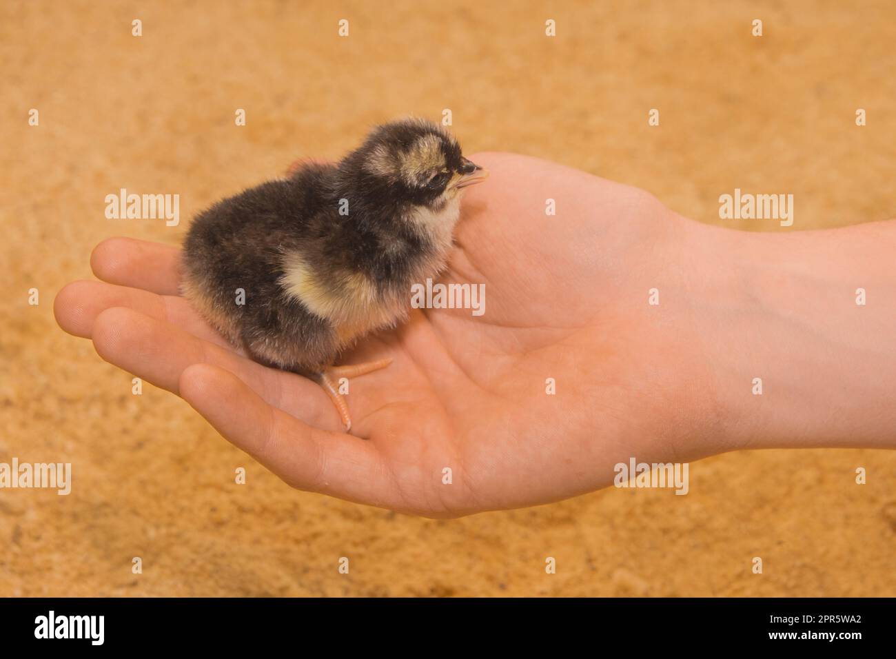 Small chick little cute chicken close-up in hand on background sawdust ...
