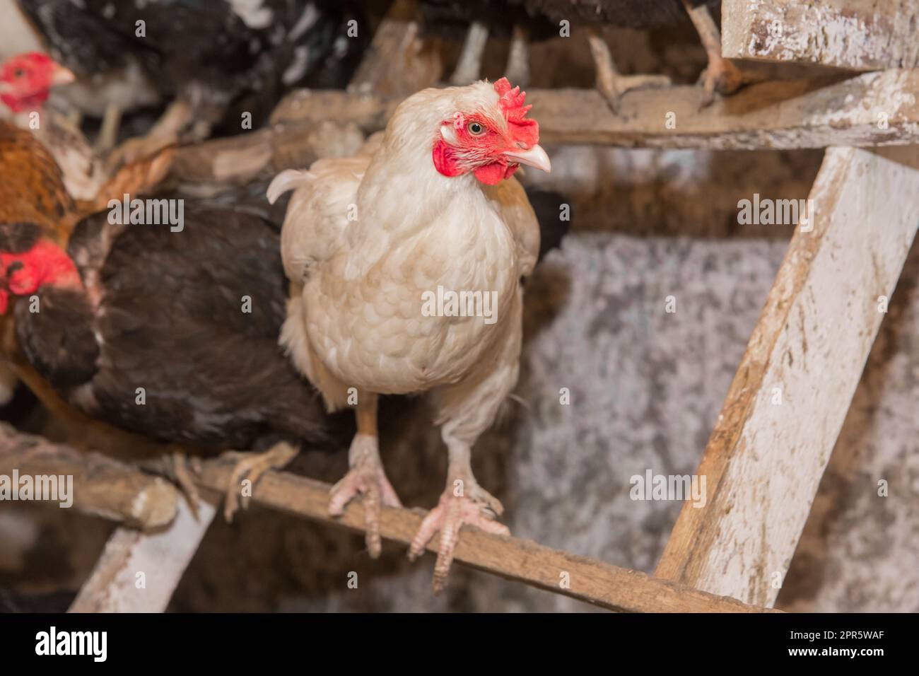 White domestic chicken on perch for hen birds in the barn. Poultry ...