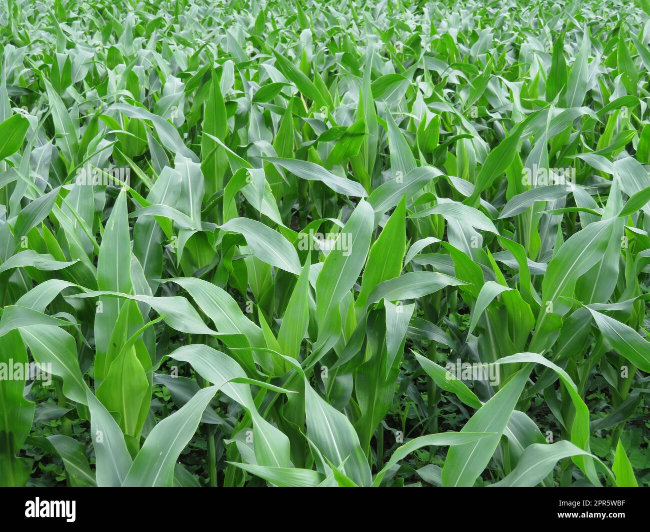 planting green corn natural food leaves bottom Stock Photo - Alamy