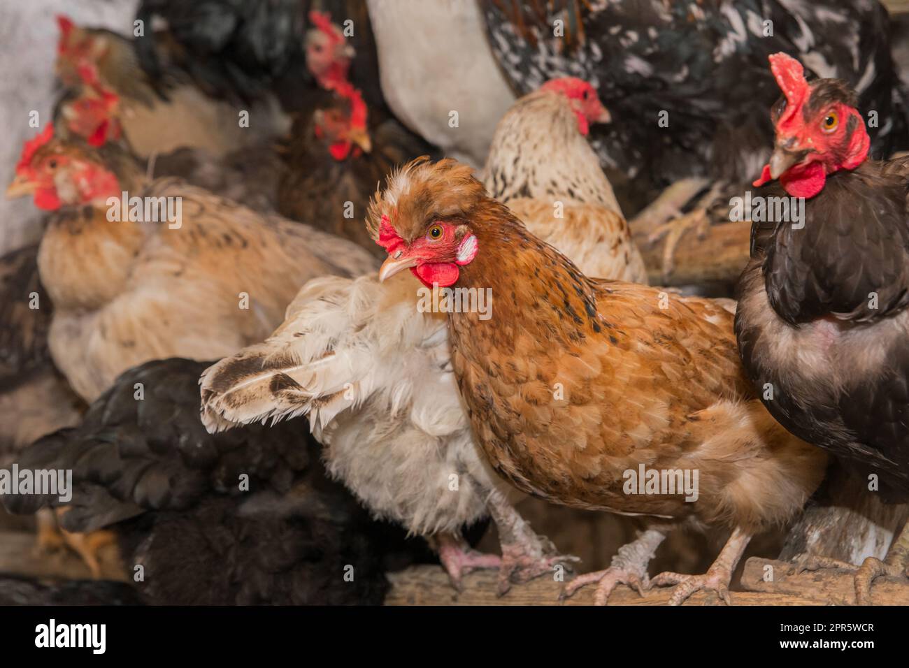 Group of domestic chickens hens on perch for birds in the barn. Poultry ...