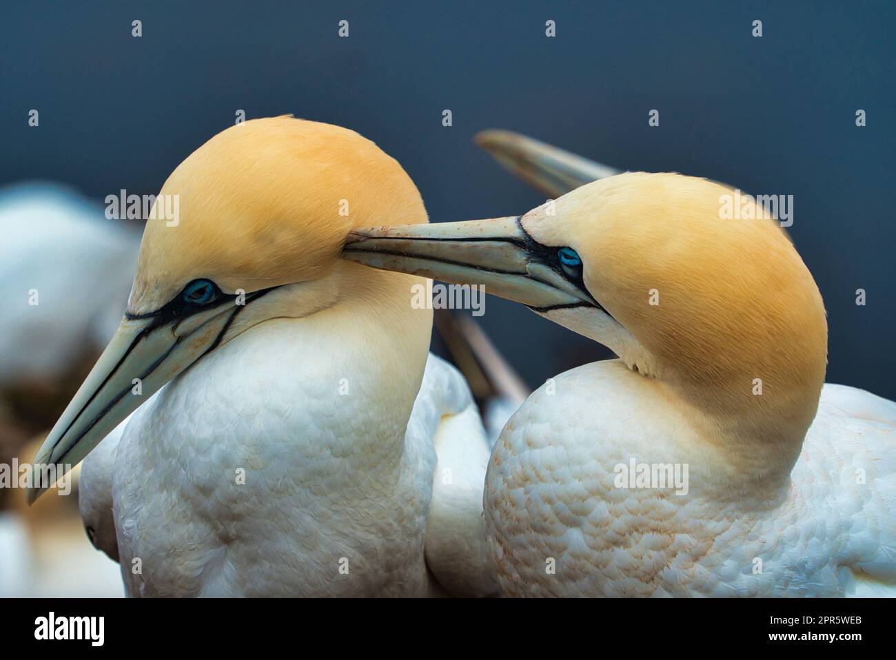Garnet bird hi-res stock photography and images - Alamy