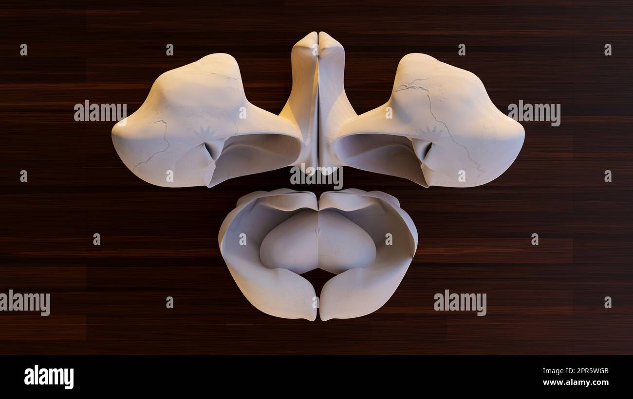alien skull specimen bizarre species hoax 3D illustration Stock Photo ...