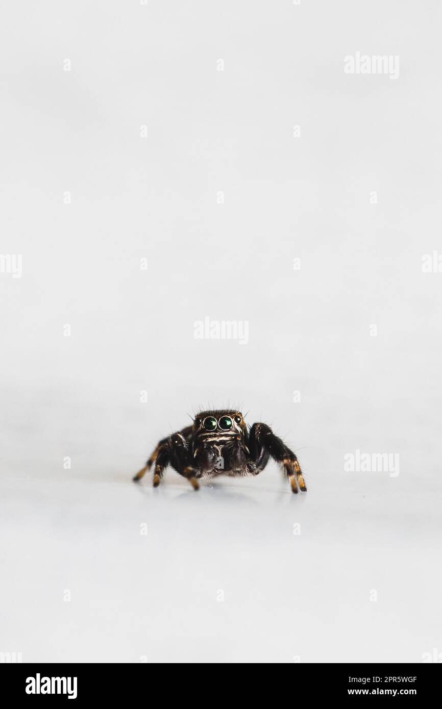 Hyllus semicupreus Jumping Spider. small jumping spider Stock Photo - Alamy