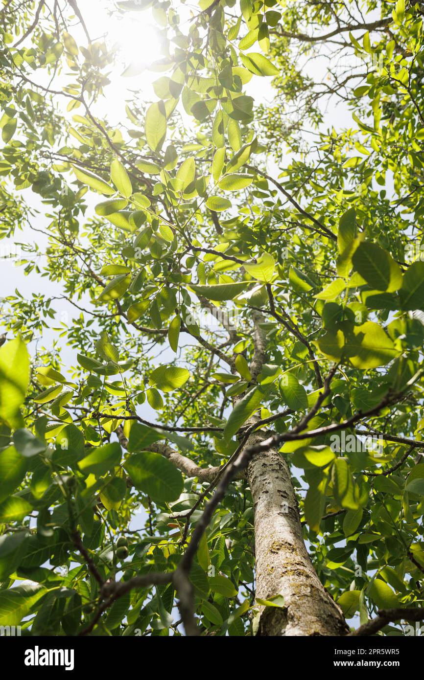 Moving fresh green foliage inside a tree in sunlight calming nature ...