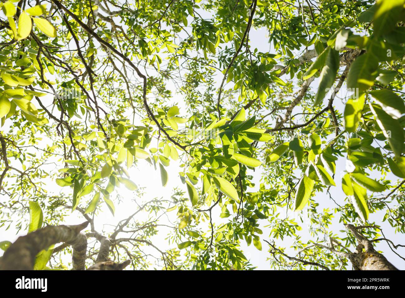 Moving fresh green foliage inside a tree in sunlight calming nature ...