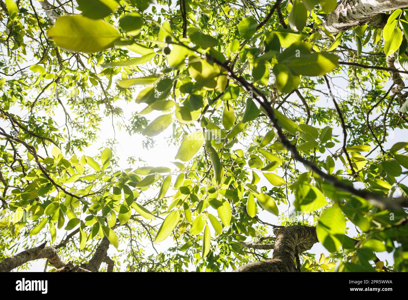 Moving fresh green foliage inside a tree in sunlight calming nature ...