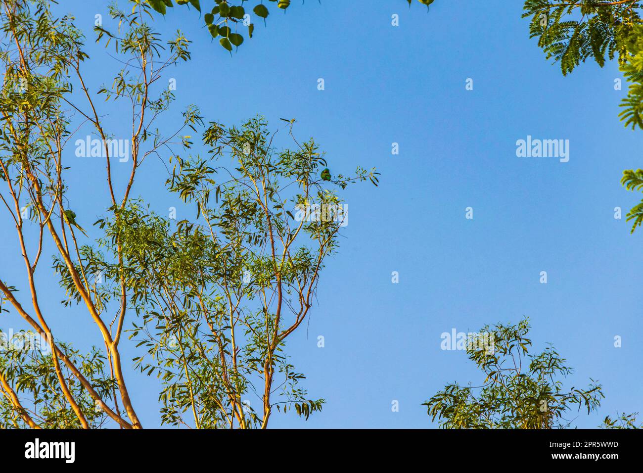 Indian ringneck parakeet parrot bird on tree Agra India Stock Photo - Alamy