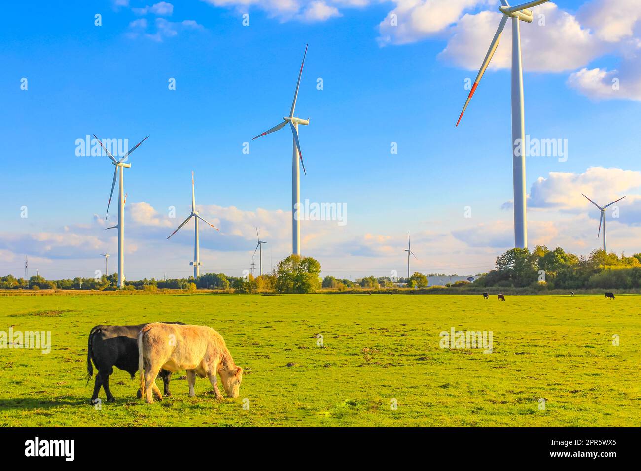 North German agricultural field with cows nature landscape panorama ...