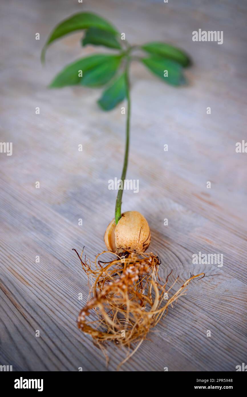 Young Avocado Stalk Stock Photo - Alamy