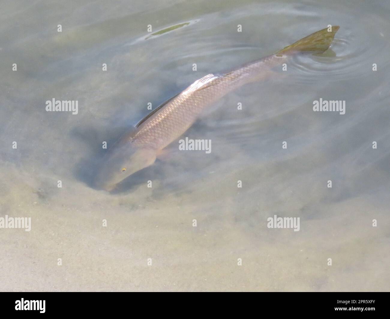 Sunbathing fish hi-res stock photography and images - Alamy