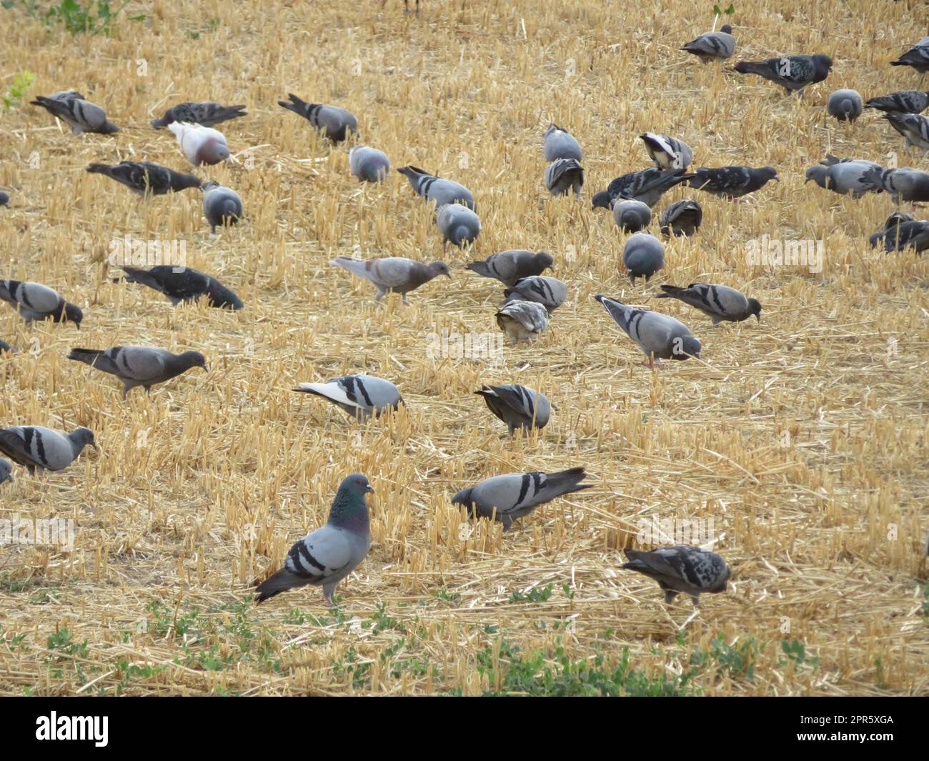 Hunting of pigeons hi-res stock photography and images - Alamy