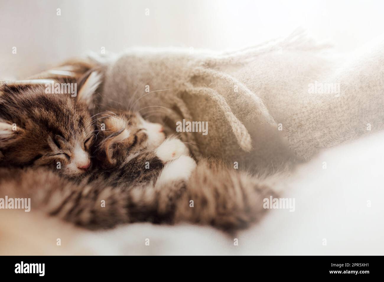 Little cute kittens sleep in an embrace covered with a blanket ...
