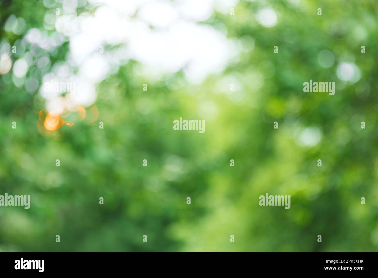 Abstract blurred green leaves background hi-res stock photography and ...