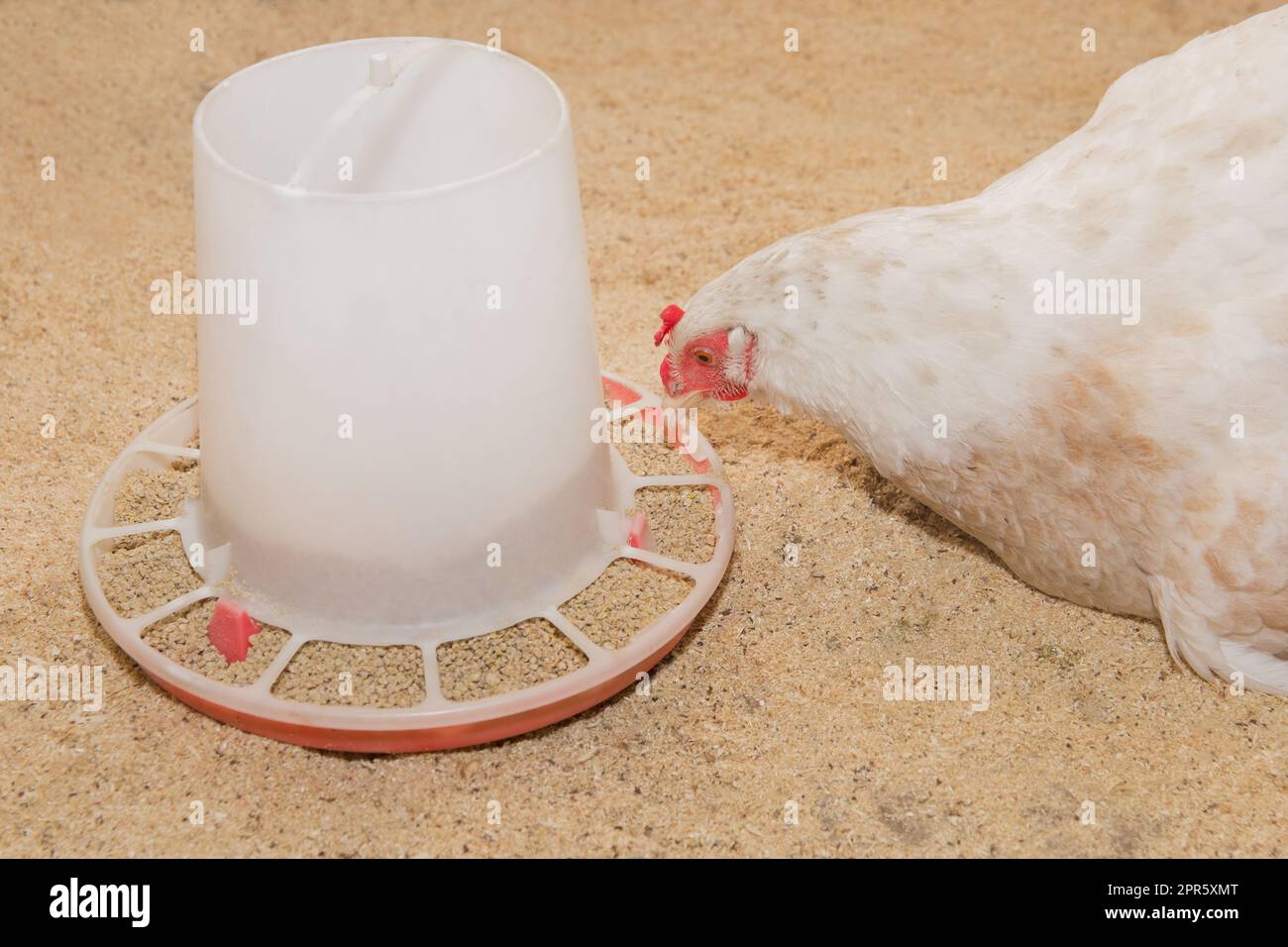 White domestic country chicken close-up hen pecking at grains at feeder ...