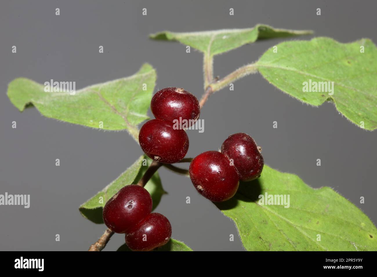 Wild red fruits close up botanical background lonicera xylosteum family ...