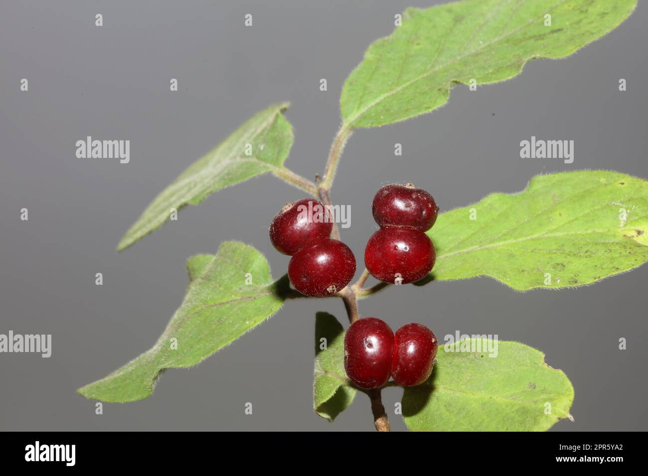 Wild red fruits close up botanical background lonicera xylosteum family ...