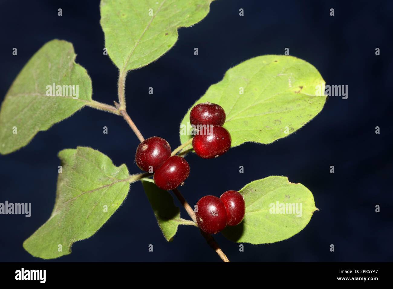 Wild red fruits close up botanical background lonicera xylosteum family ...