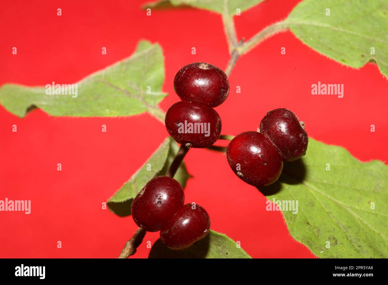 Wild red fruits close up botanical background lonicera xylosteum family ...