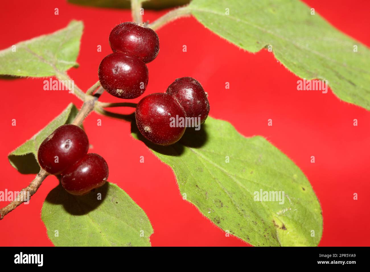 Wild red fruits close up botanical background lonicera xylosteum family ...