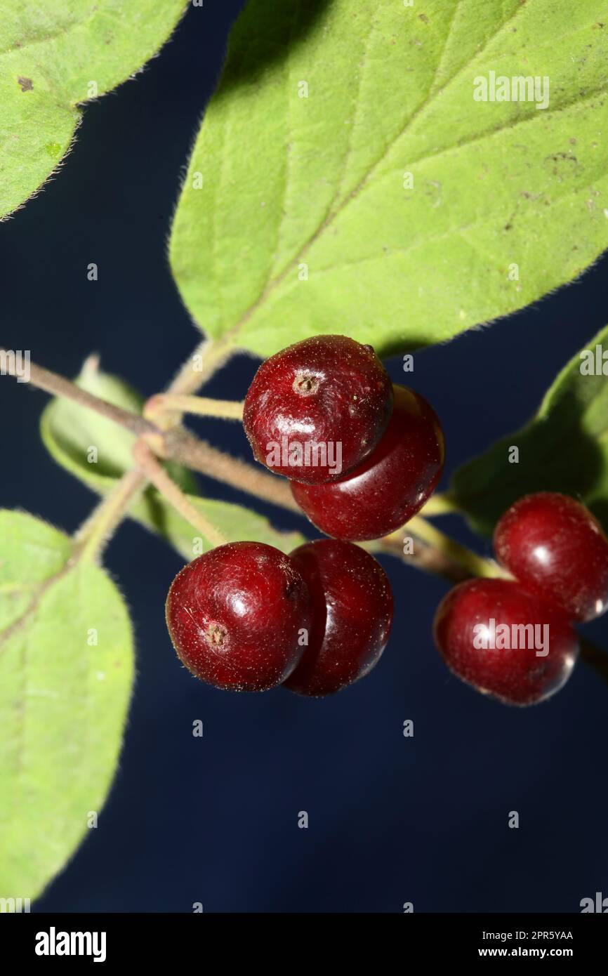 Wild red fruits close up botanical background lonicera xylosteum family ...